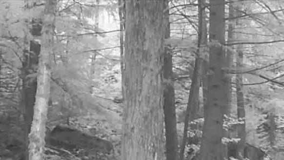 Bull moose size each other up ahead of mating season in NH