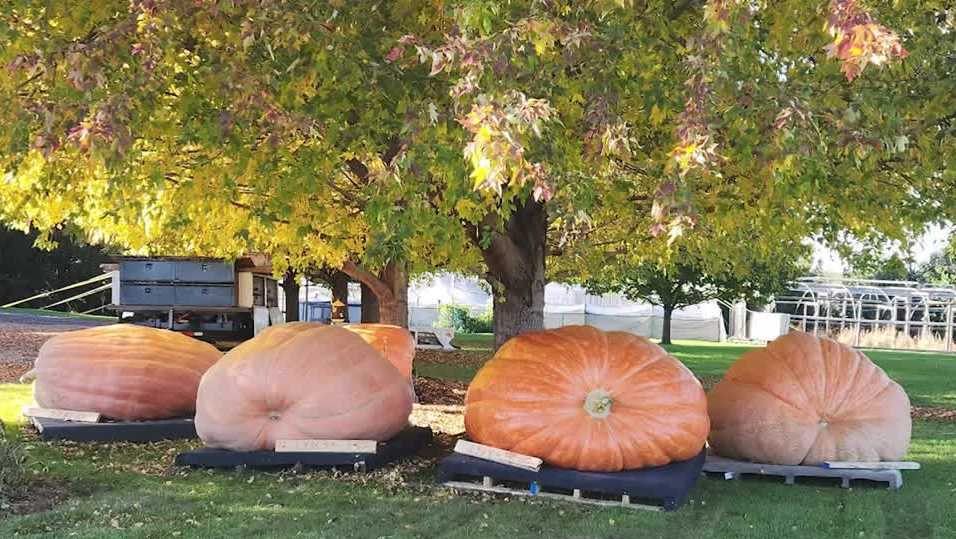 Iowa pumpkin farmer aims to beat own 2,400-pound pumpkin record