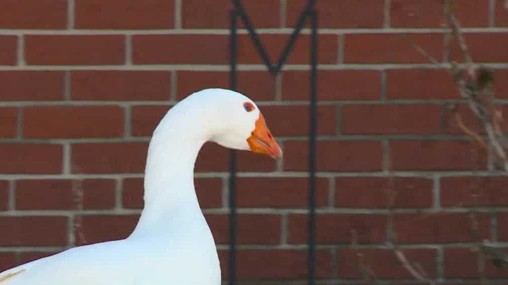 Lonely Iowa goose, Blossom, finds love in for Valentine's Day