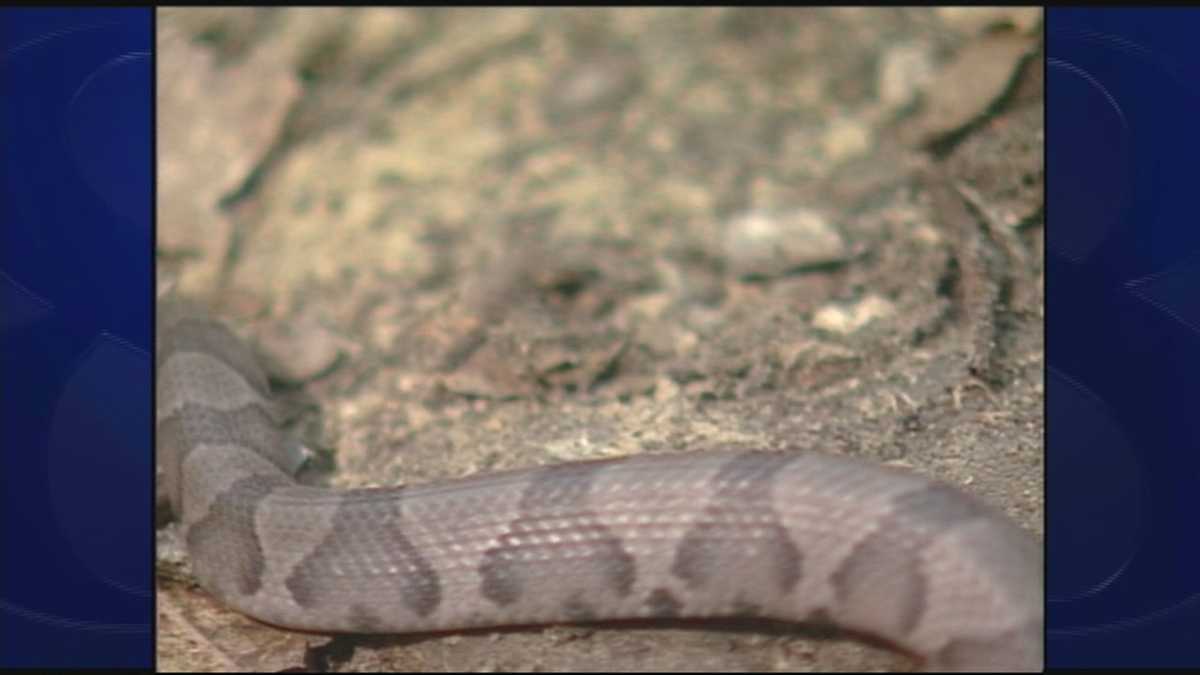 Wild Moments: Harmless snakes?