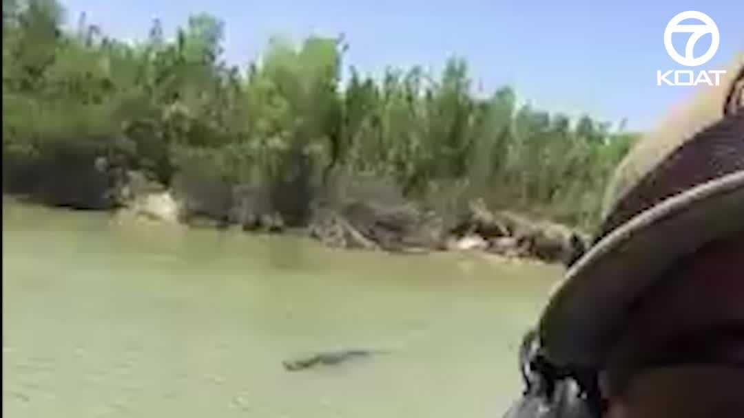 Alligator spotted swimming in the Rio Grande Alligator spotted swimming in the Rio Grande