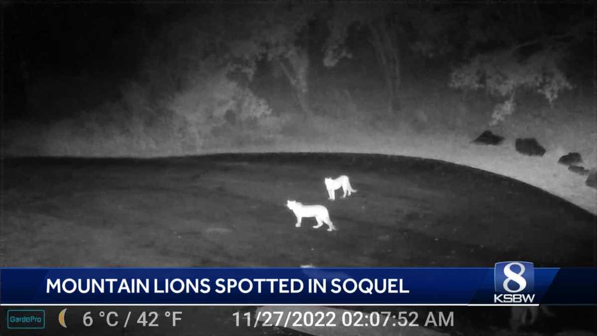 Video shows rare footage of 4 mountain lions together in Soquel
