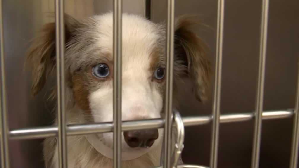 Greater Birmingham Humane Society saves 70 dogs from TN hoarding case