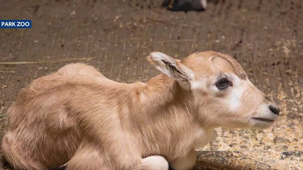 Endangered addax calf born in Des Moines' Blank Park Zoo