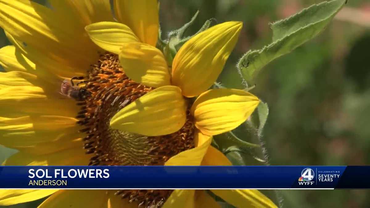 Sol Flowers gives proceeds from sale to Foothills Community Foundation