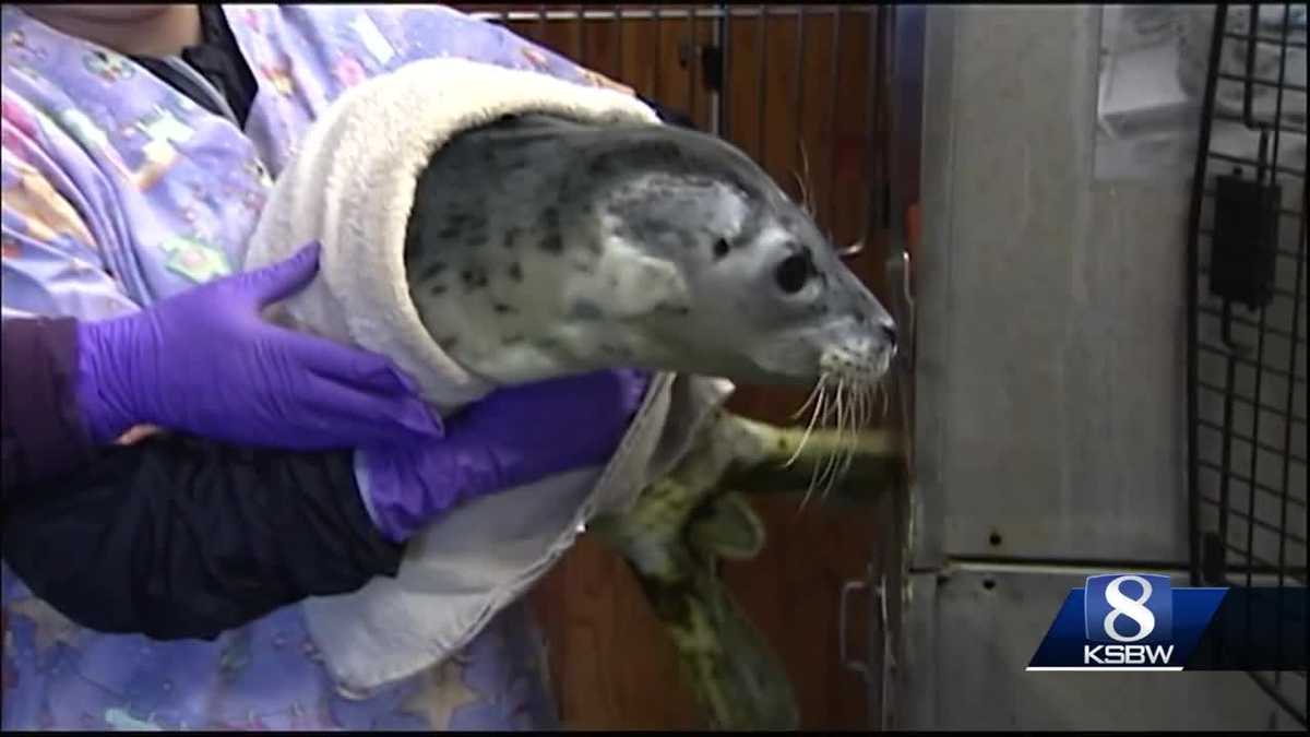 Pacific Grove harbor seal pupping season begins