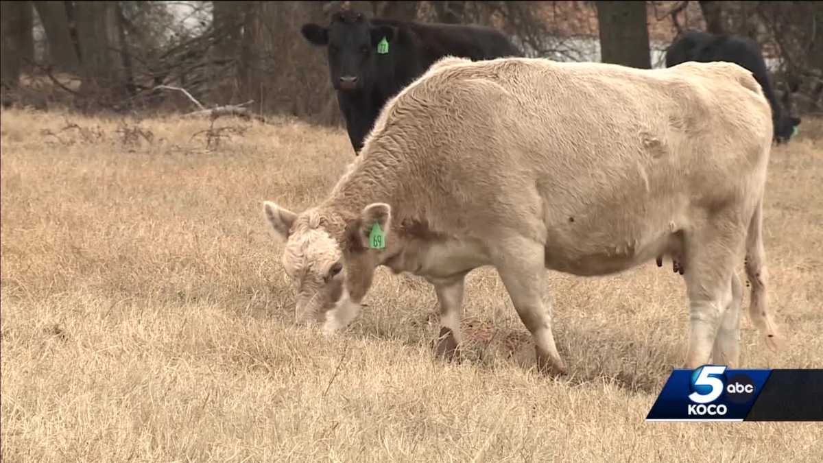 Oklahoma farmers work to keep cattle safe as they brace for cold