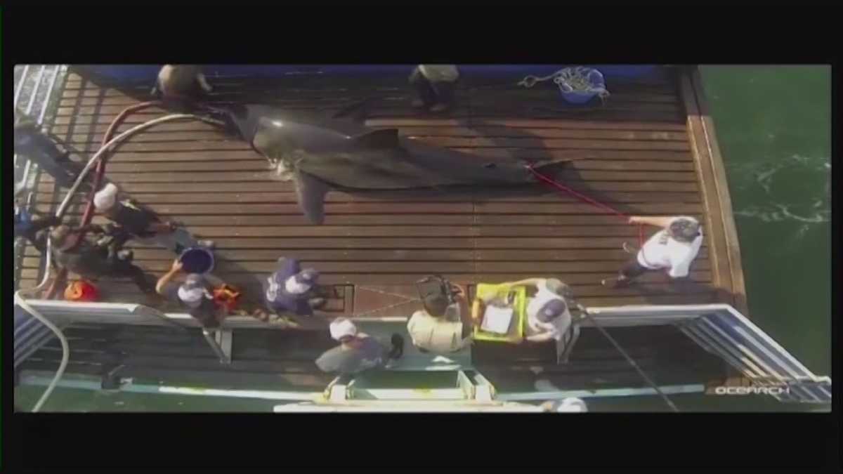 Great white shark spotted off Ponce Inlet