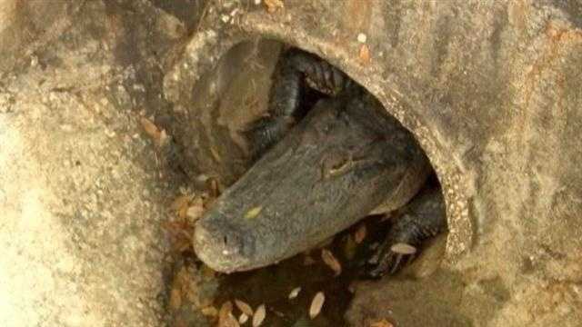 Raw video: Alligator discovered in storm drain