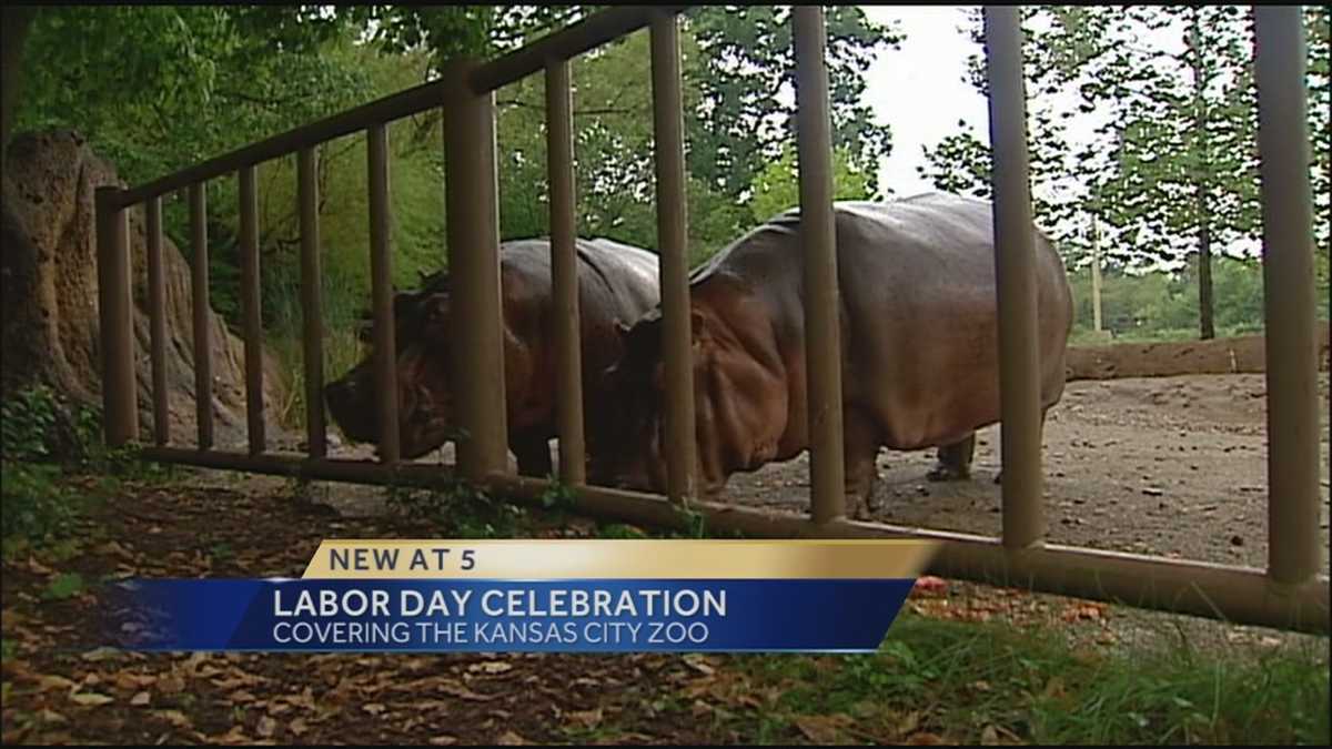 Hippo Birthday! KC Zoo celebrates Labor Day on Labor Day