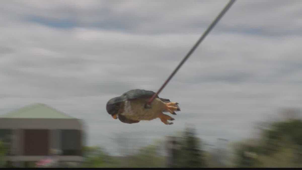 Sheboygan uses imposter bird to scare off seagulls