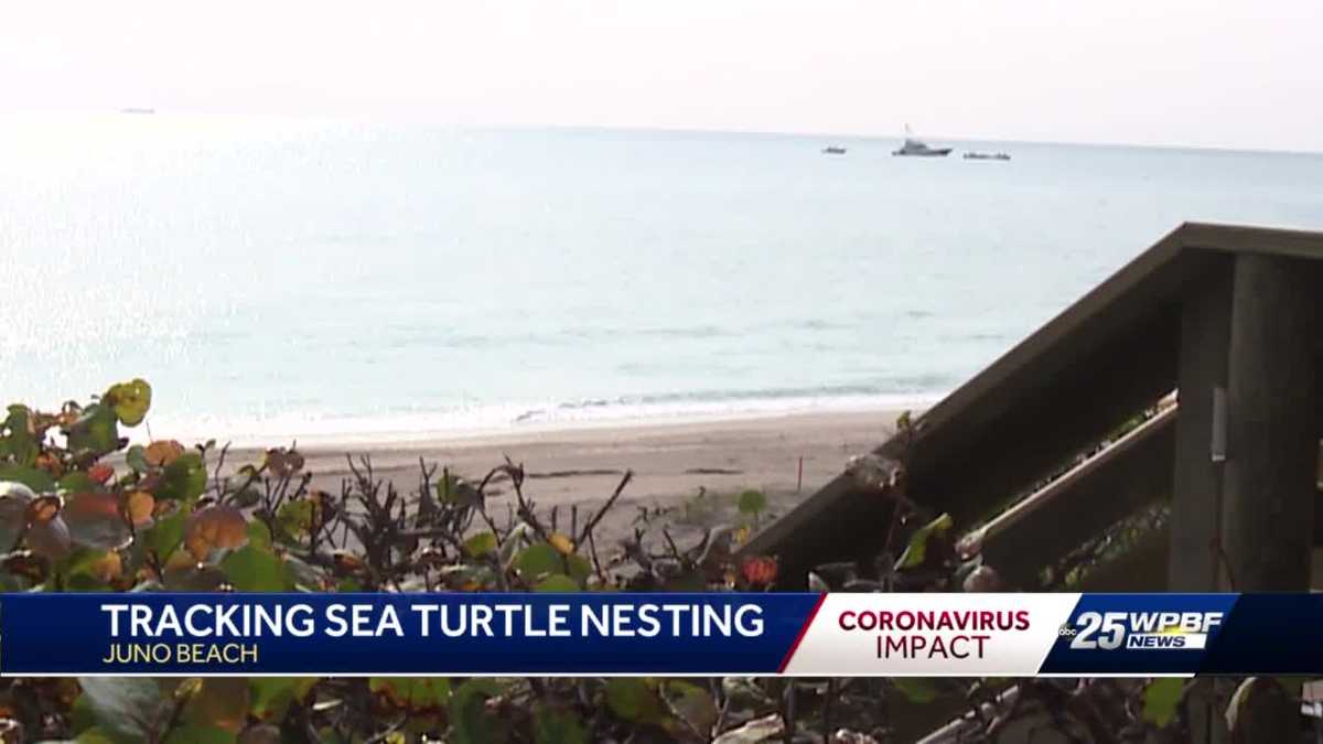 Researchers seeing higher number in sea turtle nests as beaches remain ...