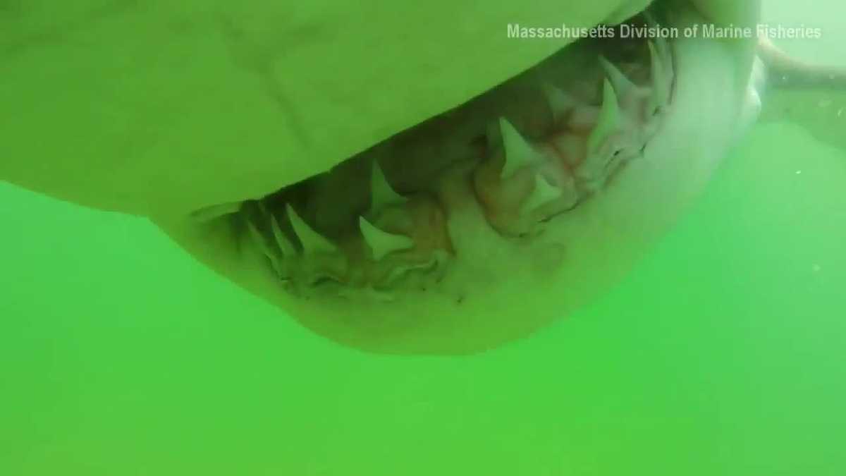 Underwater camera catches close-up shot of a white shark