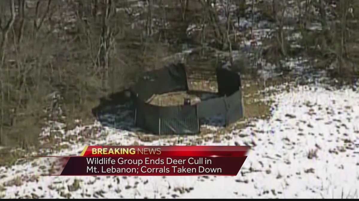 Mt. Lebanon Deer Culling has officially ended
