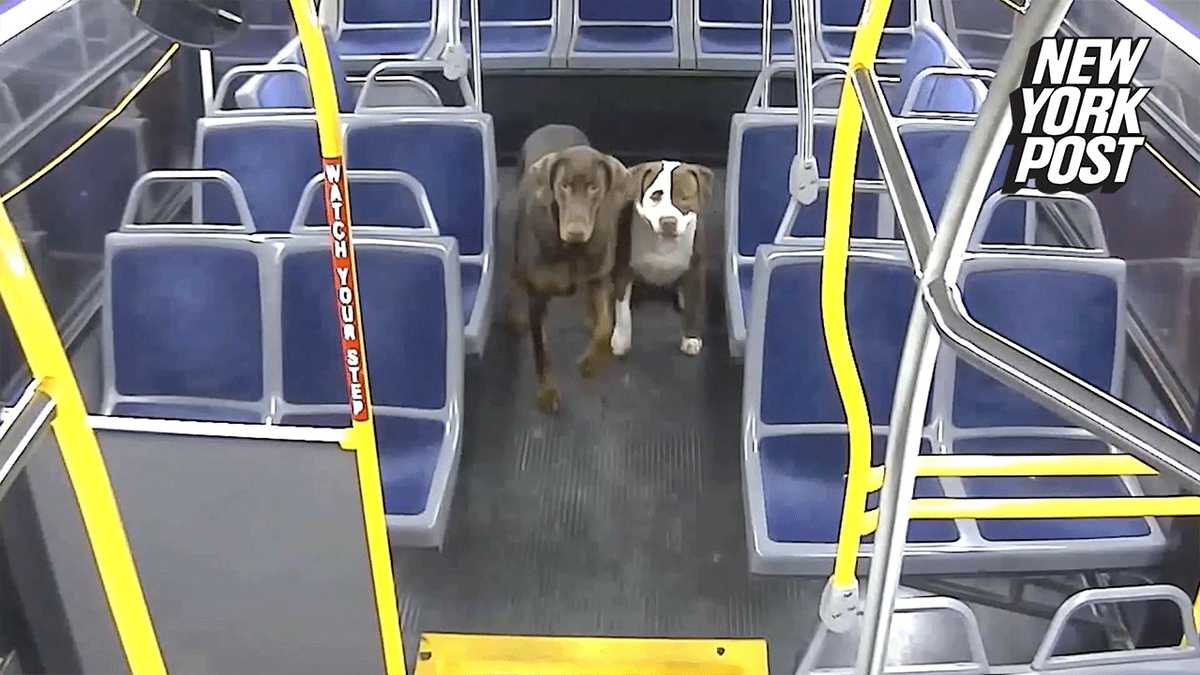 Bus driver helps two dogs get 'home for the holidays'