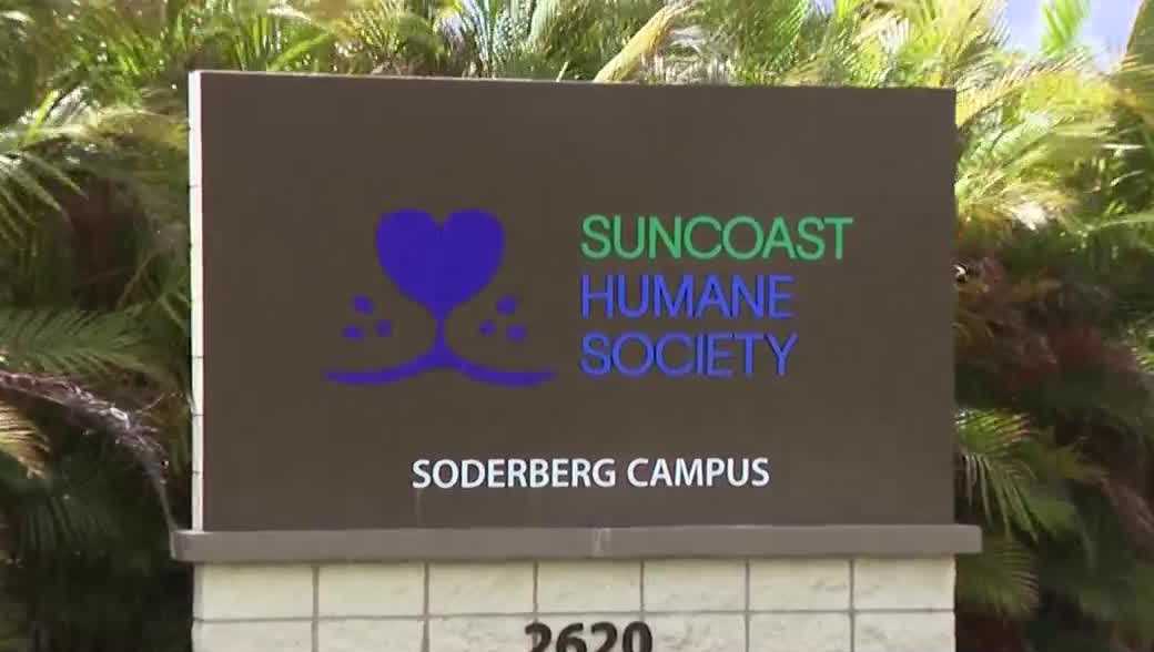 9-year-old girl recovering after dog attack at Florida humane society ...