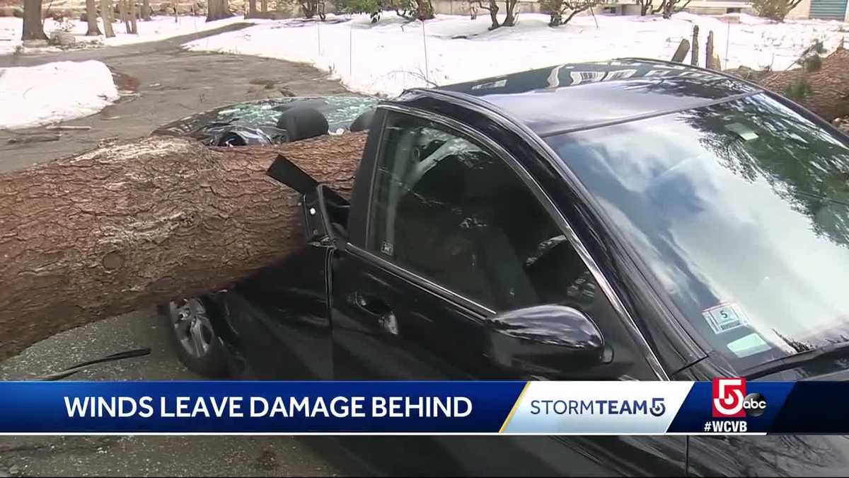 Tree crushes car in Reading