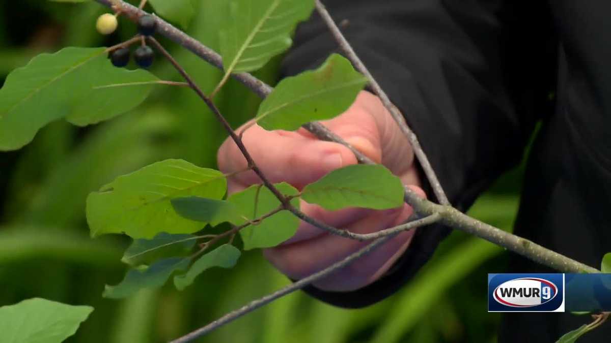 Grow It Green Glossy Buckthorn