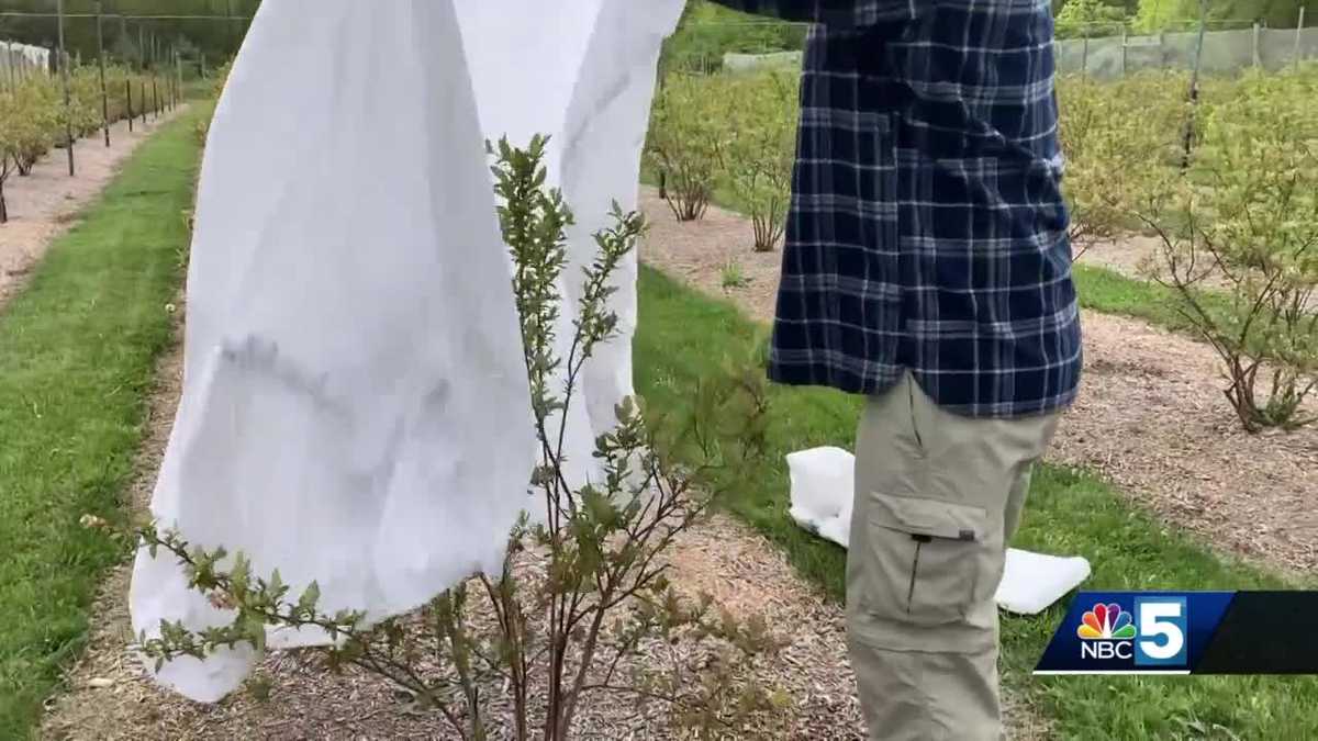 Local farms prepare for freeze that could lead to fewer crops for picking