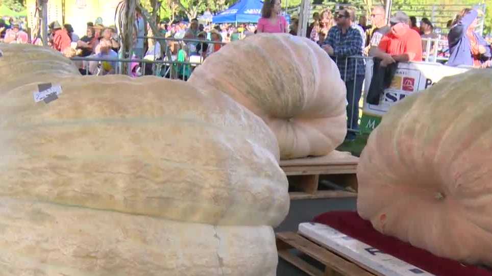 Giant Pumpkin Festival underway in Elk Grove
