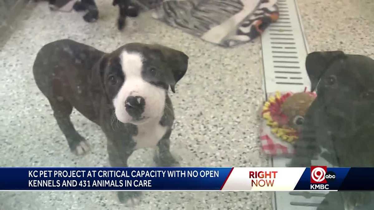 KC Pet Project at critical capacity with no open kennels