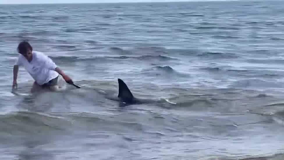 Fisherman in Old Orchard Beach reels in large shark, sets it free