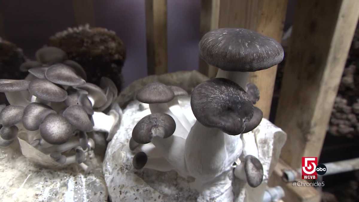 The process of growing organic mushrooms at Fat Moon Farm