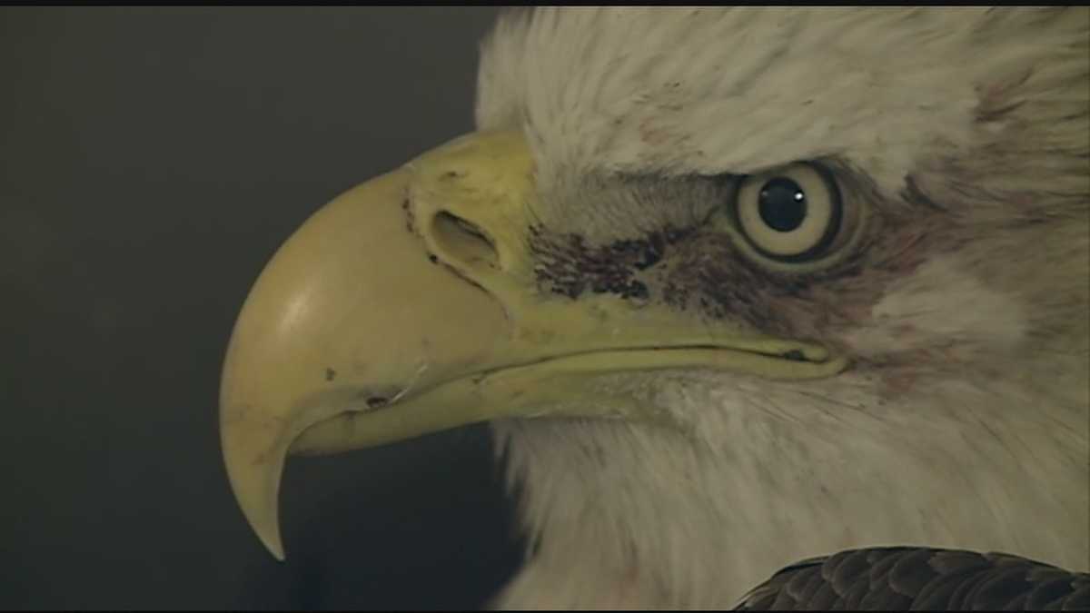 Giraffe passes at Jackson Zoo and Bald Eagle in zoo