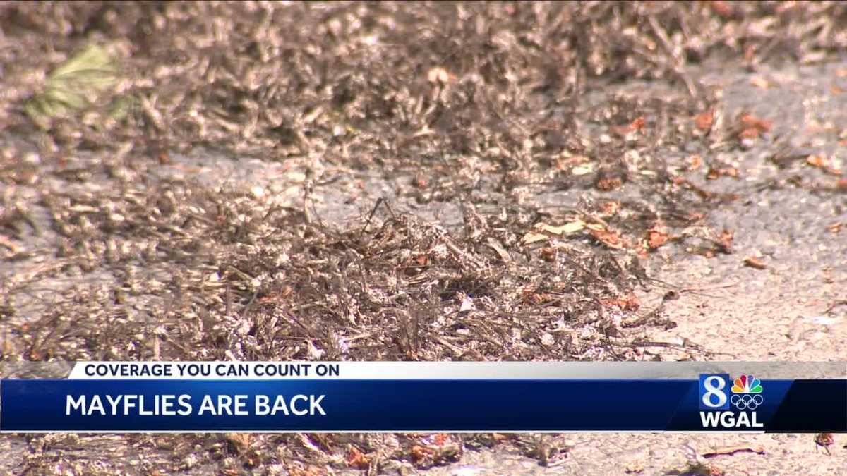 Mayflies are back in central Pa.