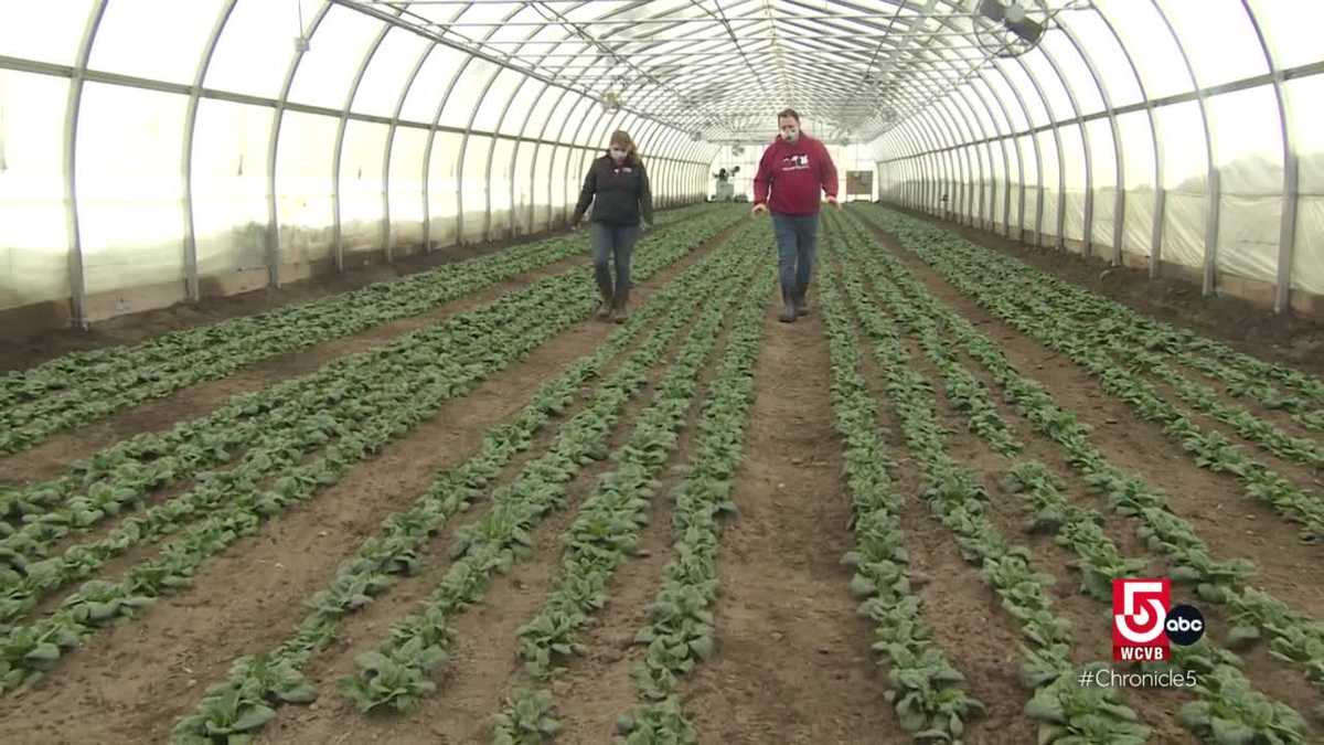Cultivating and storing crops during winter months at Farmer Dave's