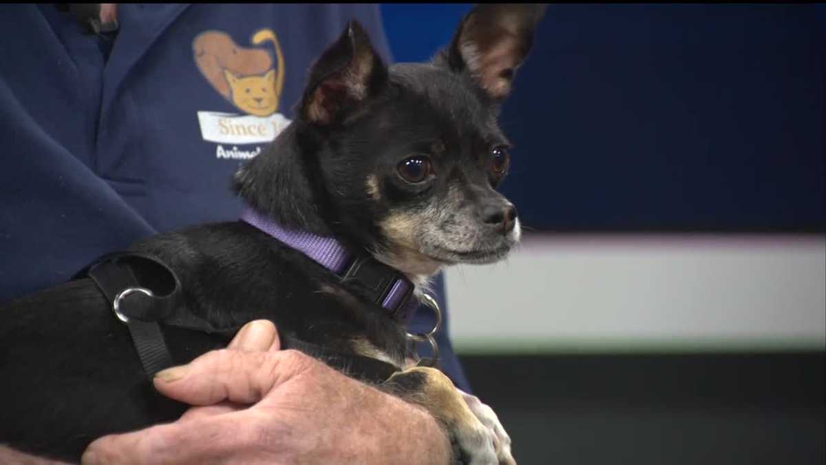 Upcoming pet adoption events with Animal Rescue Inc.