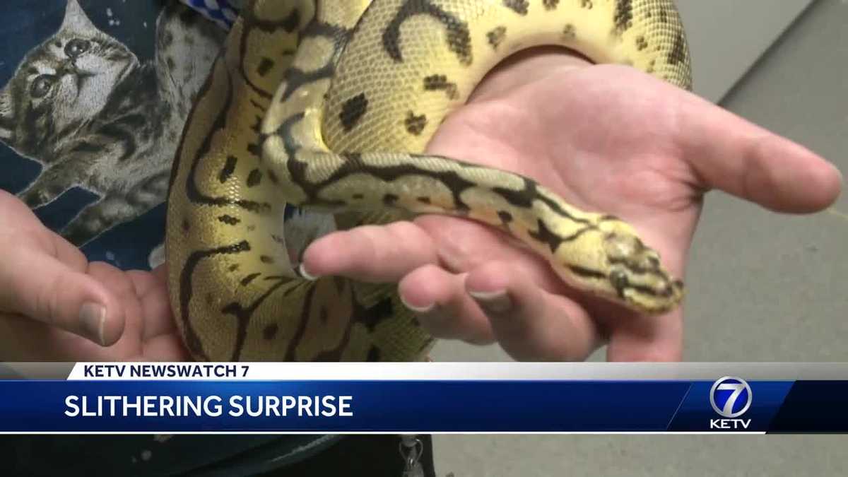Slithering surprise: Resident finds snake in home
