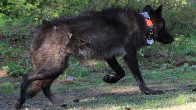 Big Reward in Wolf’s Shooting Death