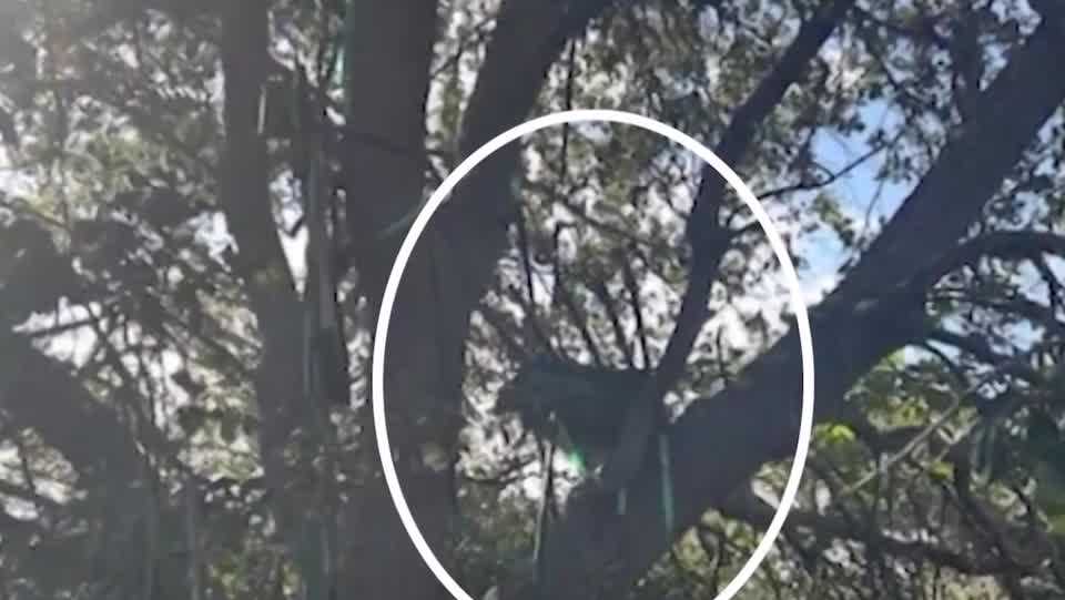 Newly pinpointed location of suspicious tree stand across from Air ...