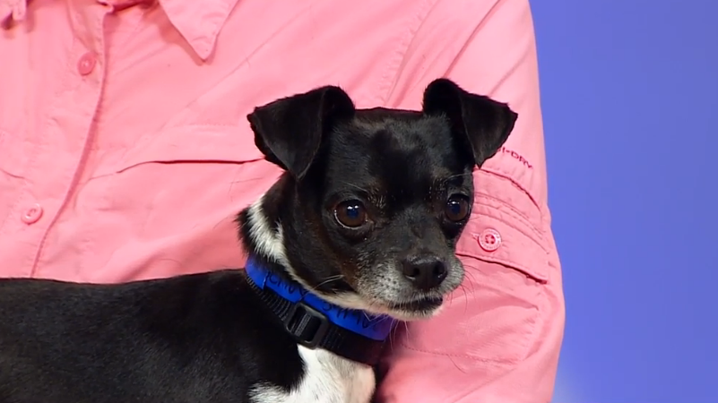 8/5 Pet of the Week: Chuy
