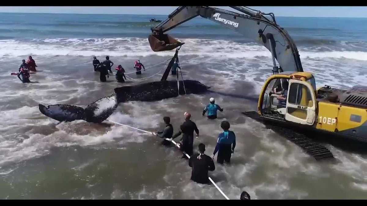 Whoa! Stranded humpback whale rescued in surprising way