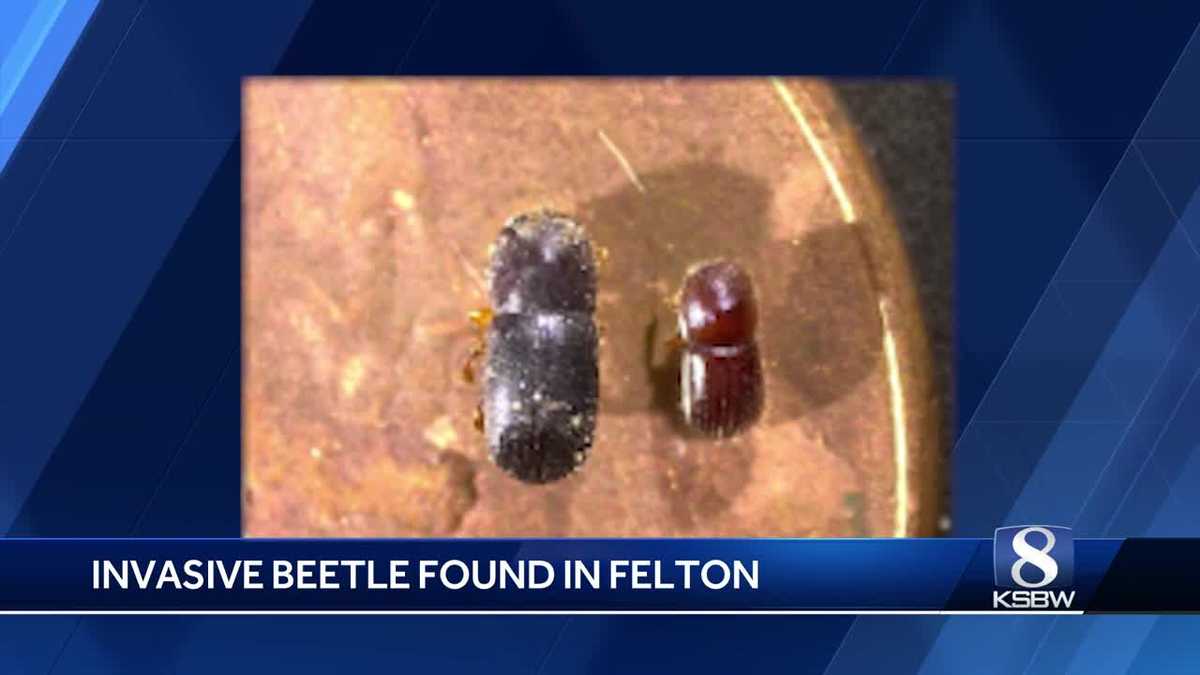 Invasive tree beetle detected in Santa Cruz Mountains, raising wildfire ...