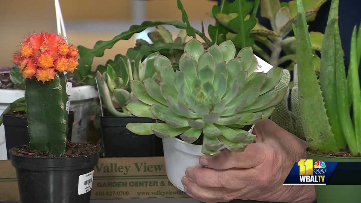 Sunday Gardener: Caring for succulents