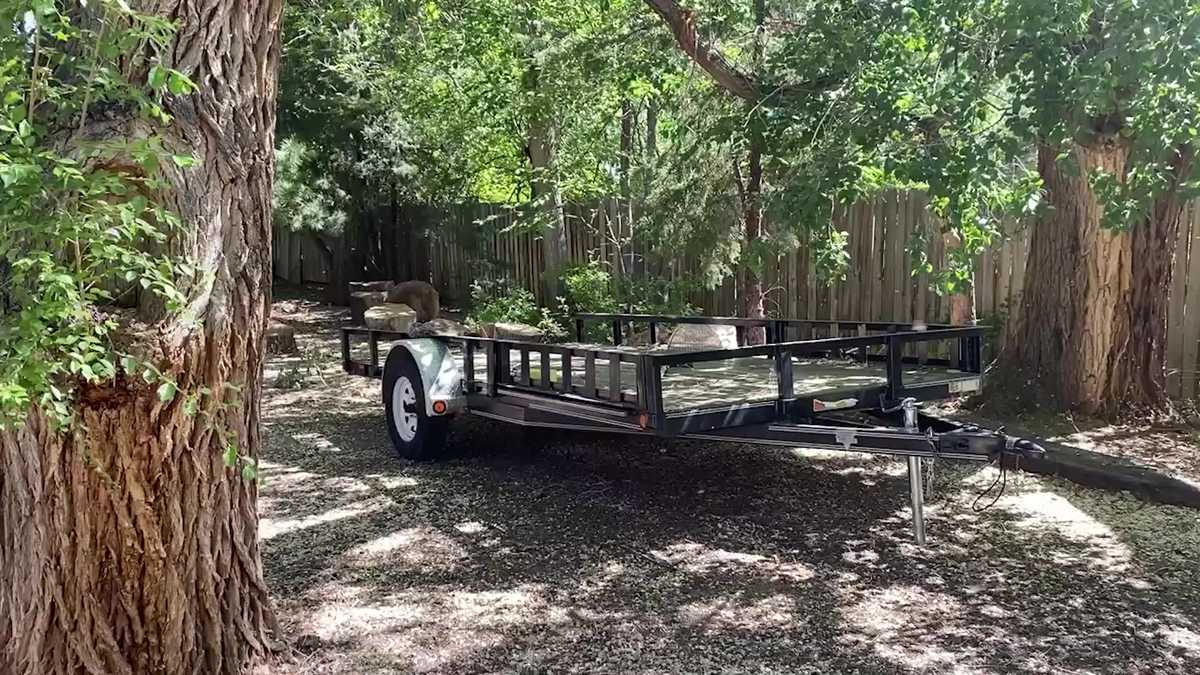 Wild video shows moth infestation in NW Albuquerque