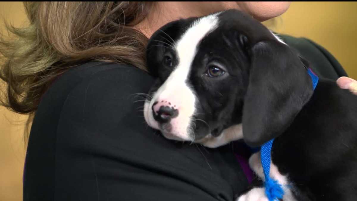Maryland SPCA: Group of new puppies up for adoption