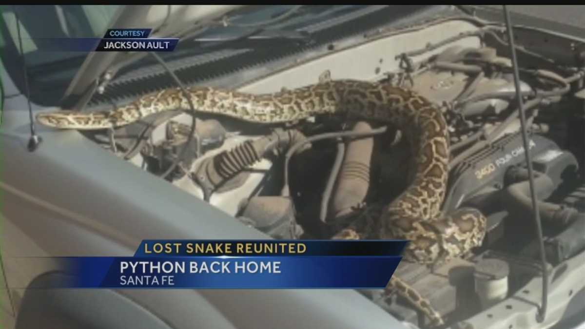 Lost snake reunited: Python back home