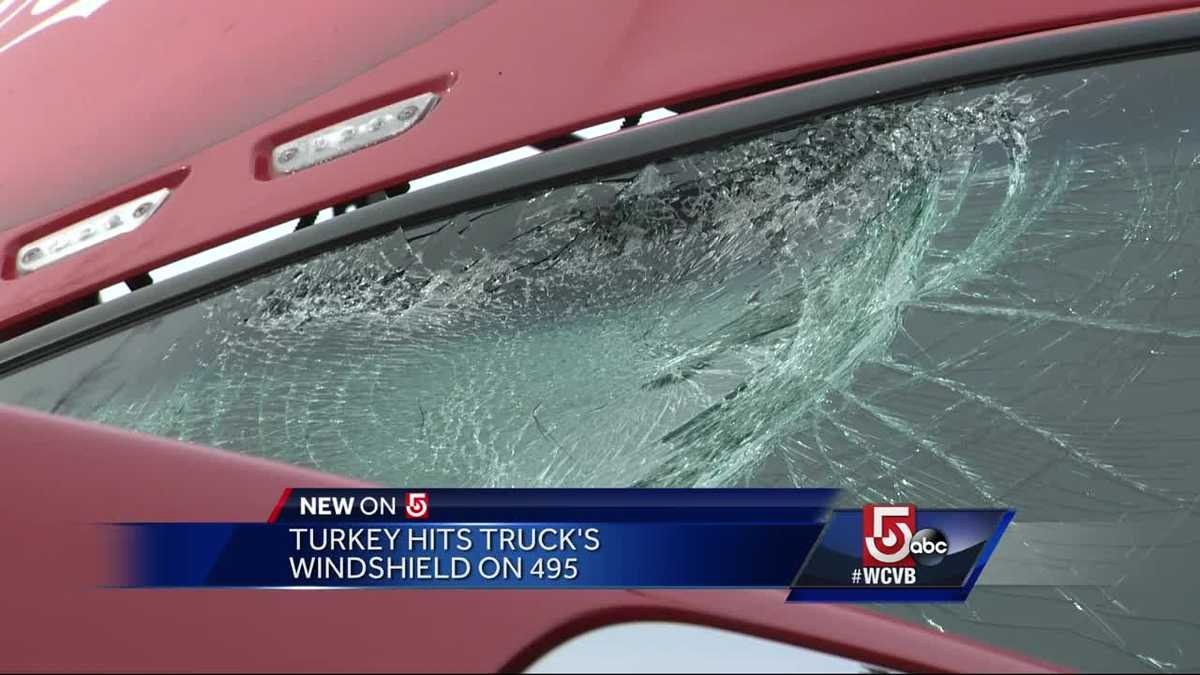 Wild turkey smashes windshield of Coca-Cola truck