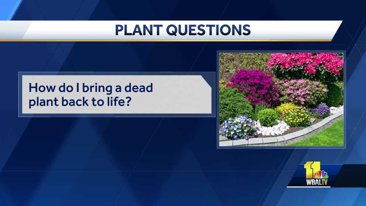 How do I bring back my dead plant?