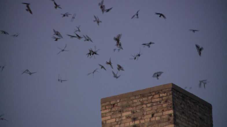 Thousands of birds swarm Waukesha County building during migration