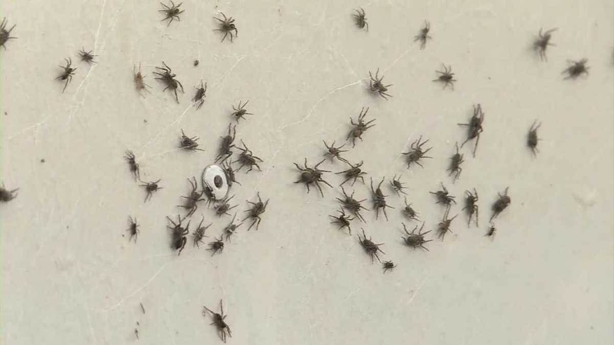Spiders in Australia swarm to higher ground to avoid flooding
