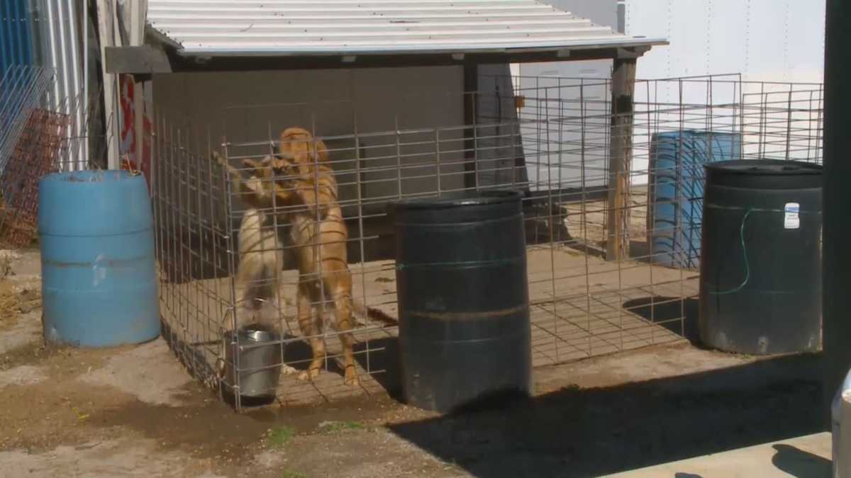 Dog breeder accused of mistreating animals