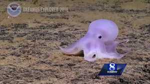 Animal Stories with Dan Green: Casper the friendly octopus