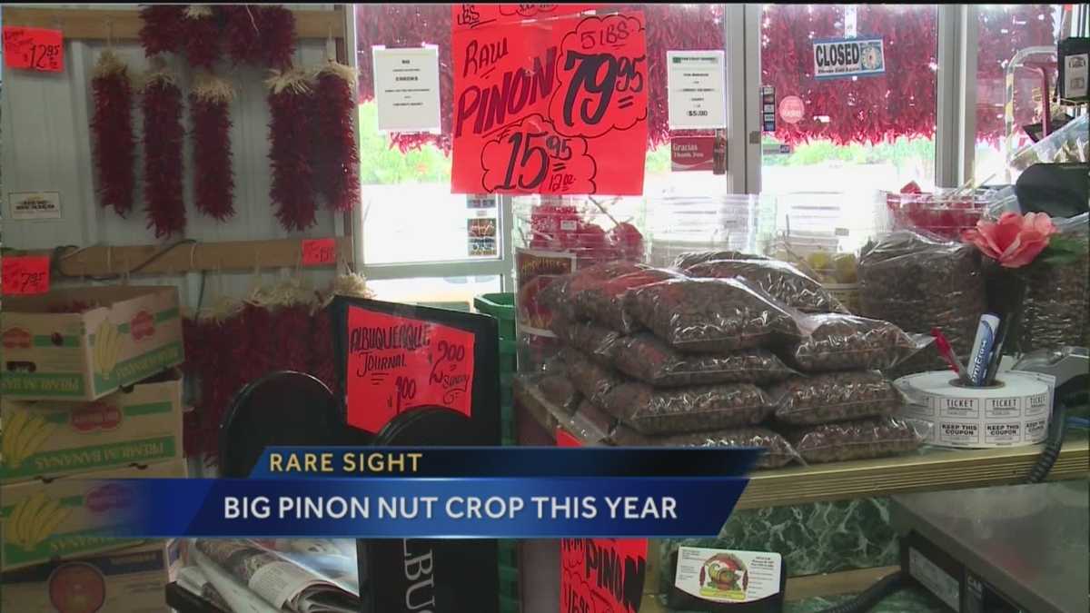 Rare Sight: Big Pinon Nut Crop This Year