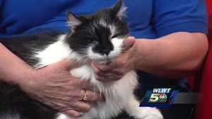 Catasaurus Rex, Cota ready for adoption from SAAP