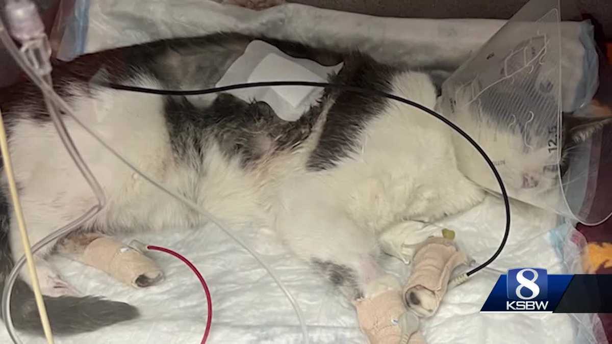 Santa Cruz owner seeks justice after cat was killed by apparent gunshot ...